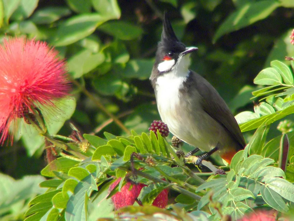 Set up of a Bird Garden - Satori Landscape